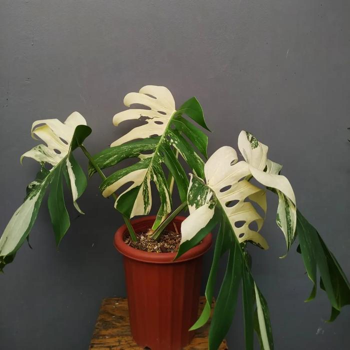 Jual tanaman hias Monstera Variegata King Deli Daun Big size murah 5 B ...