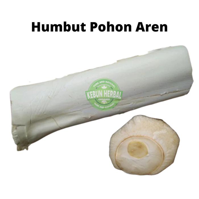 Jual Humbut atau umbut pohon aren asli - Sayuran extrim makan pohon ...