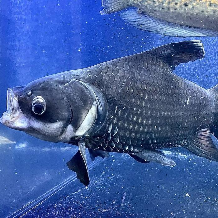 Jual Giant barb siamensis - Jakarta Pusat - Harvest Finshub | Tokopedia