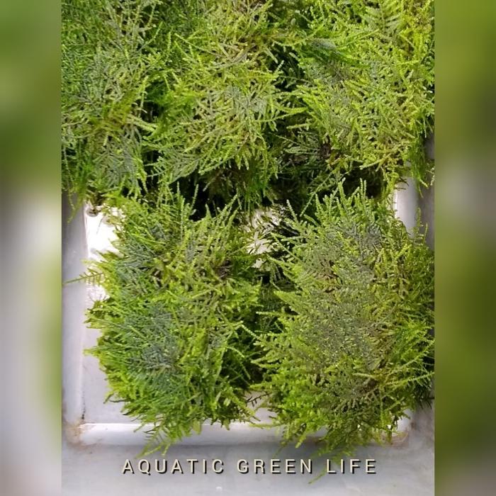 Jual Mos peacok media pakis UK 15x7 / Tanaman aquascape / Tanaman ...