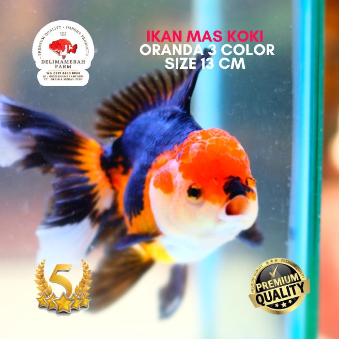 Jual IKAN KOKI ORANDA 3 COLOR 13 CM BERKUALITAS SUPER CANTIK DAN LUCU ...