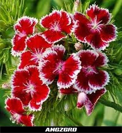 Jual Benih Bunga Dianthus Persian Carpet 20 Seeds Tanaman Urban Farming ...