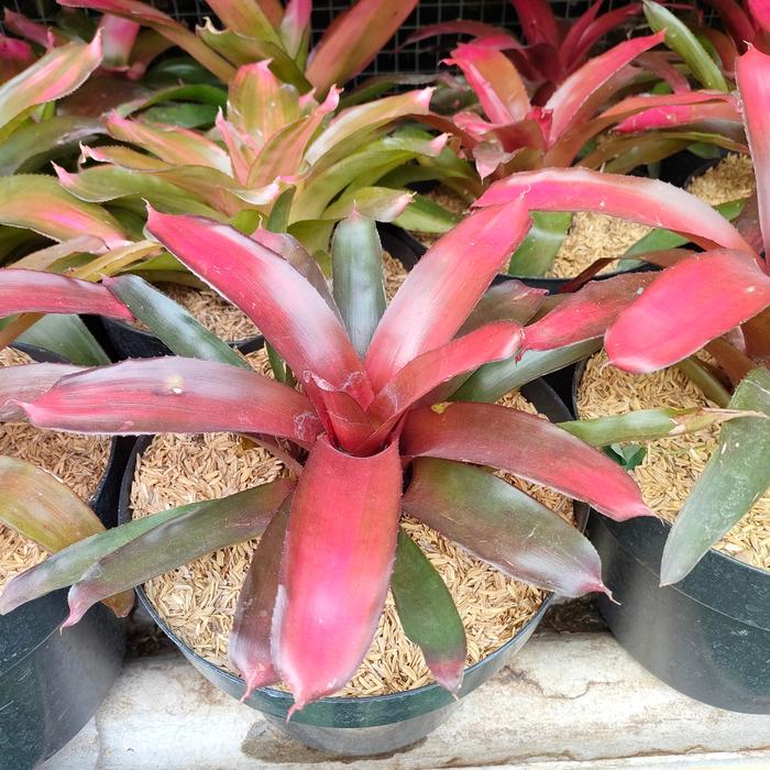Jual tanaman bromelia merah - Jakarta Utara - Alam Indah tunggal ...