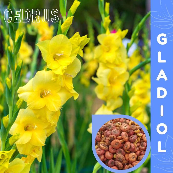 Jual Umbi Bibit Bunga Gladiol Kuning - Kota Bandung - Cedrus | Tokopedia
