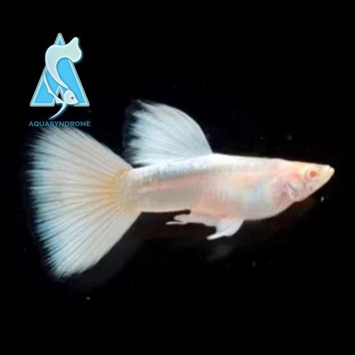 Jual Ikan Guppy Albino Full Platinum AFP / Ikan Hias Air Tawar Aquascape - Tambah Packing ...