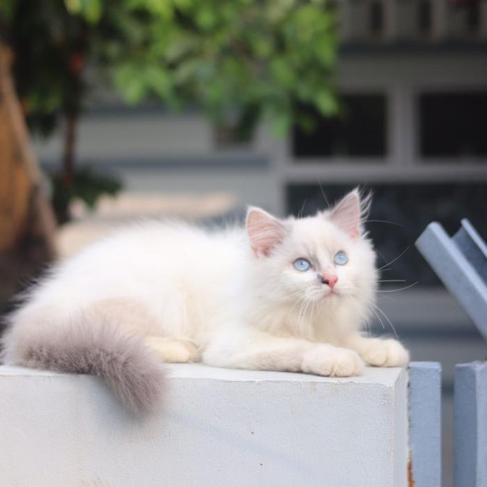 Jual kucing ragdoll jantan kitten - Kota Depok - Lala Cattery (cat ...