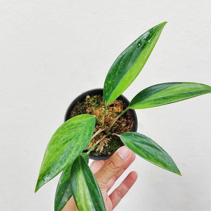 Jual Scindapsus rupestris var. green on green 'real pict' - Kota ...