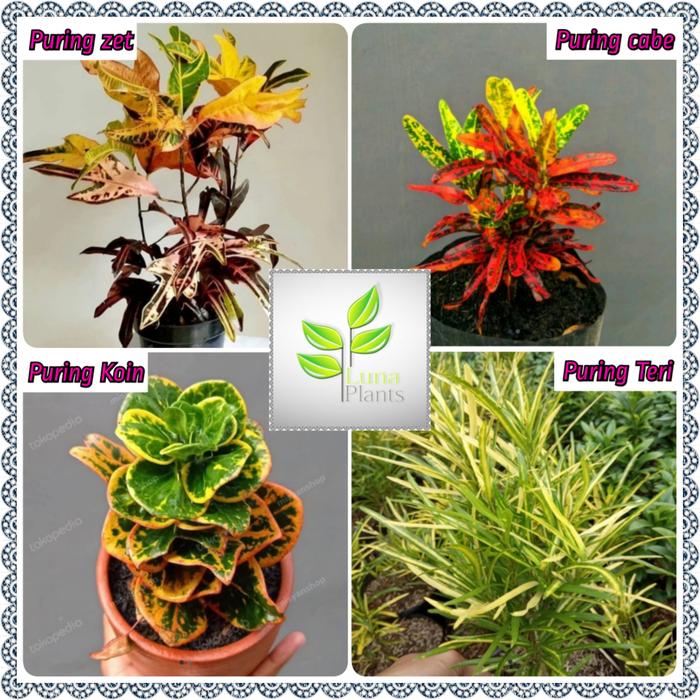 Promo Tanaman hias puring paket - paket puring - paket hemat puring ...