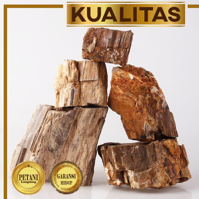 Jual Batu Fossil Size L Hiasan Aquarium Aquascape Tanaman Hias Air ...