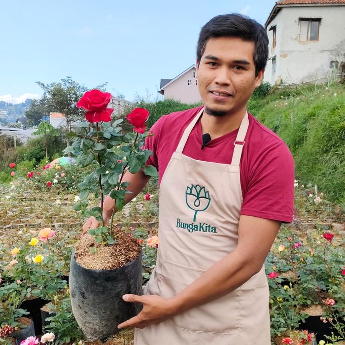 Jual BUNGA MAWAR HOLLAND LUNA - UKURAN DEWASA - Kab. Bandung Barat ...