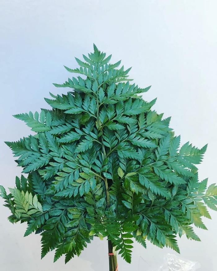 Jual Daun Pakis isi 10 Tangkai (Daun Potong Segar) - Jakarta Barat ...