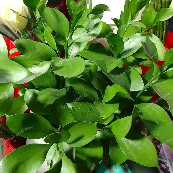 Jual daun ruskus - Kota Depok - toko bunga depok andi florist | Tokopedia