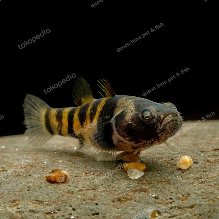 Promo Goby Bumblebee Tiger | Gobi Bumble Bee Ikan Hias Aquascape - Kota ...