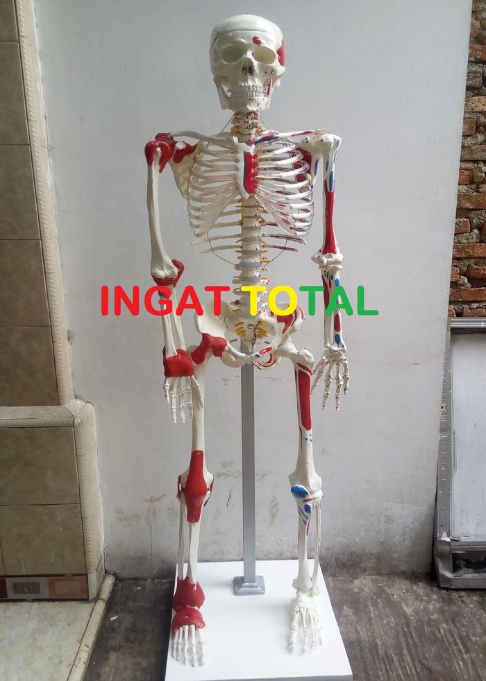 Jual Phantom Model KERANGKA MANUSIA DEWASA DENGAN OTOT LIGAMEN ...