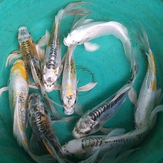Jual Ikan koi slayer mix kiko uk12-15cm #ikanhias#ikancupang# ...