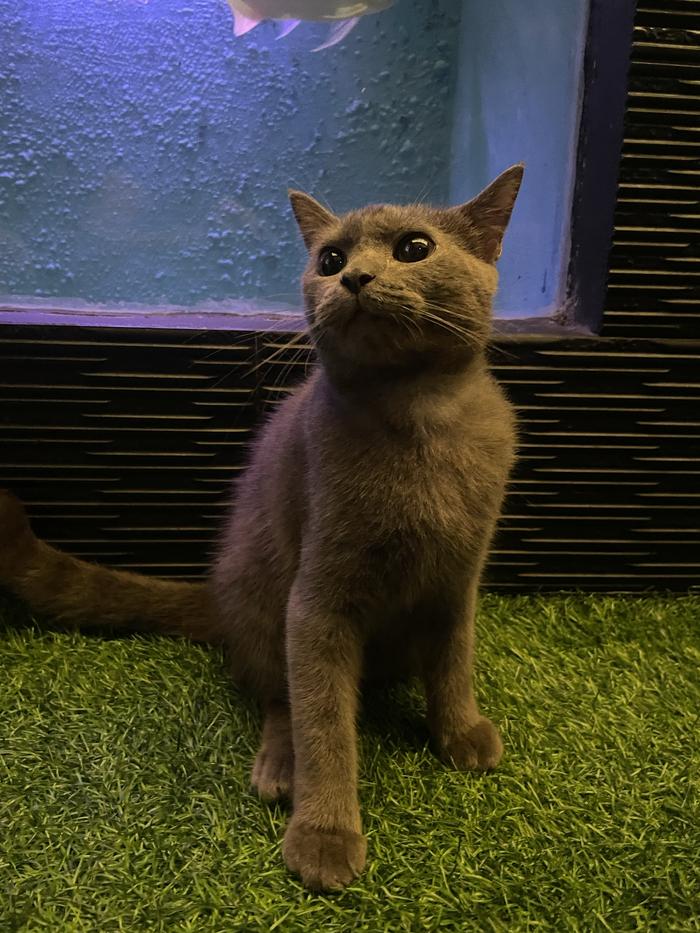 Jual Kucing kitten BSH British Shorthair Pure Breed - Kota Tangerang ...
