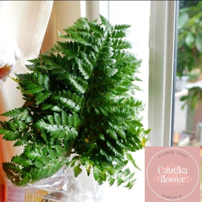 Jual Daun Pakis Fresh Flower Bunga Potong Segar Tangerang Florist ...