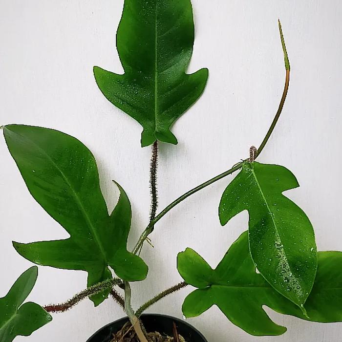 Jual Philodendron Squamiferum | Tanaman Hias | Philo indoor - Kota ...