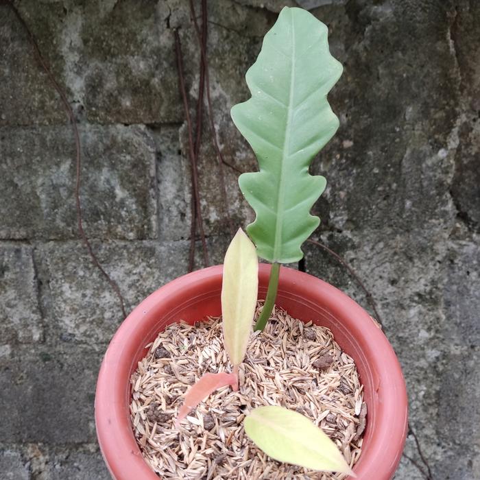 Jual philodendron golden saw - golden saw - philo golden saw (Real Pic ...