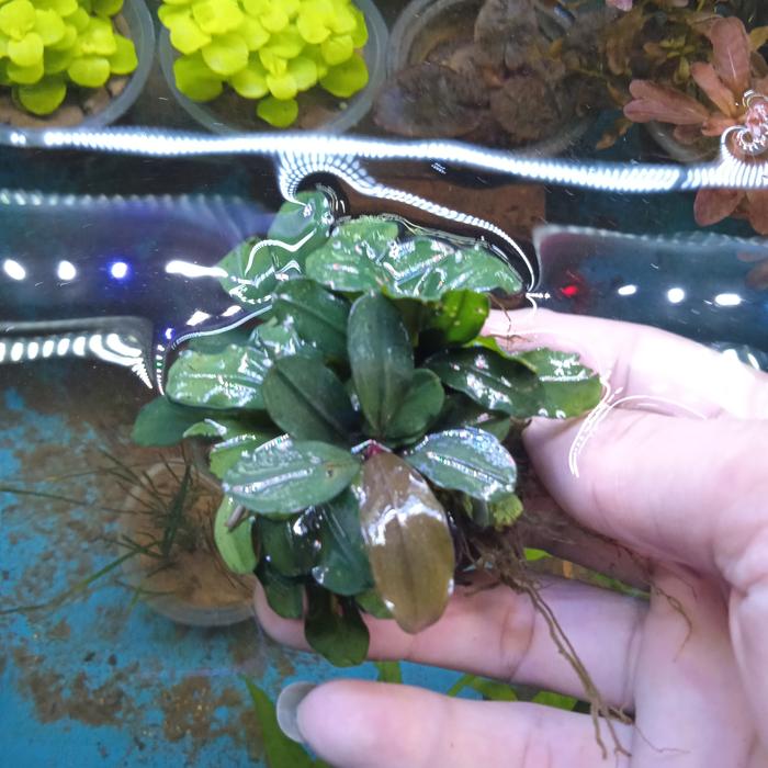 Jual tanaman bucephalandra media wabicusa aquascape - Kab. Bandung ...