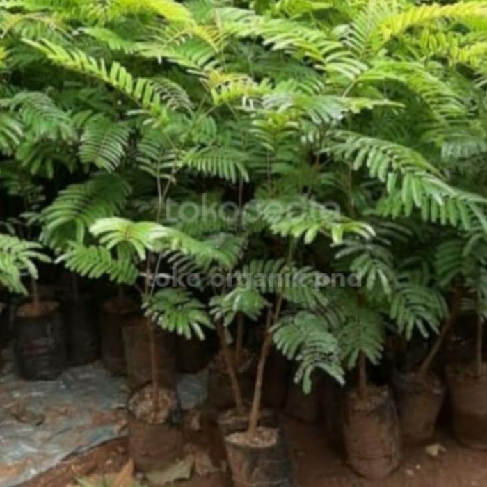 Jual bibit pohon Pete/pohon peteuy/Pete genjah kualitas super - Kota ...