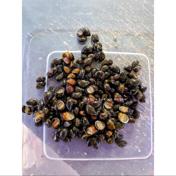 Jual Keong Turbo /Keong Aquascape - Kota Medan - AQUA SHRIMP MEDAN ...