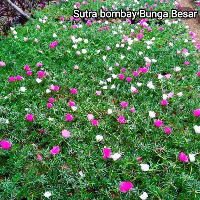 Jual paket 30 tanaman sutra Bombay Bunga besar - Kab. Bogor ...
