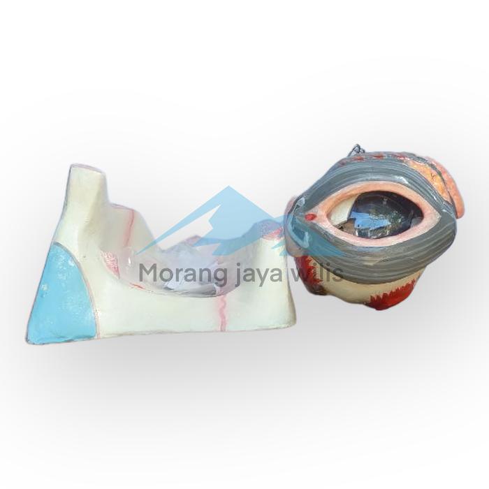 Jual alat peraga biologi model mata - torso - Kab. Sidoarjo - cv morang ...
