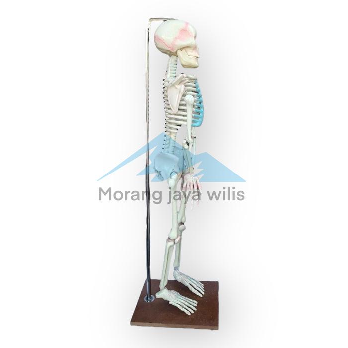 Jual model kerangka manusia mini - alat peraga pendidikan - torso - Kab ... Jual model kerangka manusia mini - alat peraga pendidikan - torso - Kab ...