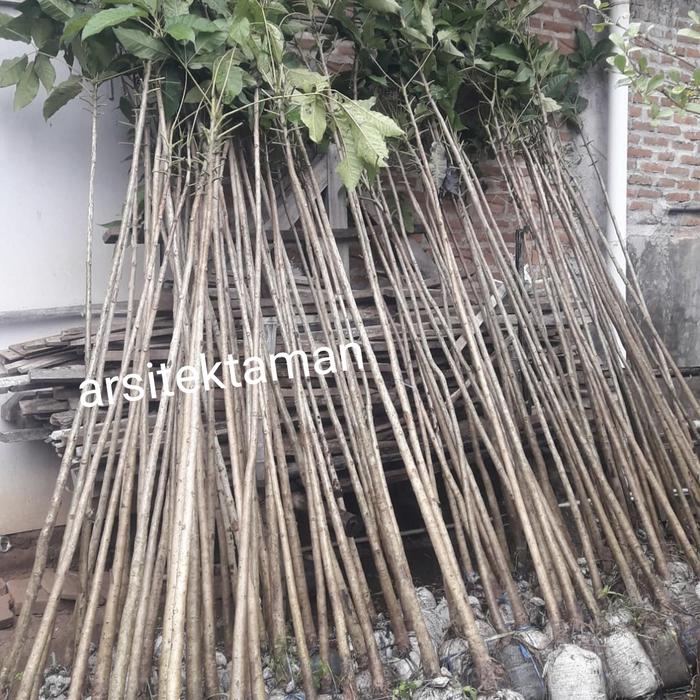 Jual TANAMAN TABEBUYA TINGGI 2 METER 4 JENIS VARIASI BUNGA - TABEBUIA ...
