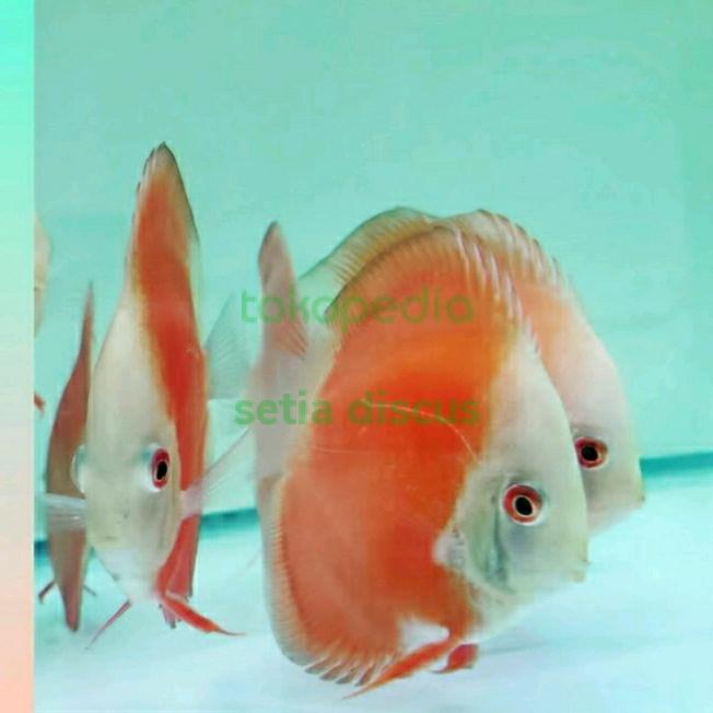 Jual ikan discus red melon size 2inch up - Jakarta Barat - seti@discus ...