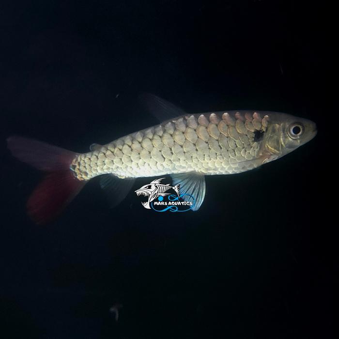 Jual IKAN HIAS PINKTAIL TANKMATE PREDATOR BSR - Jakarta Barat - Mars ...