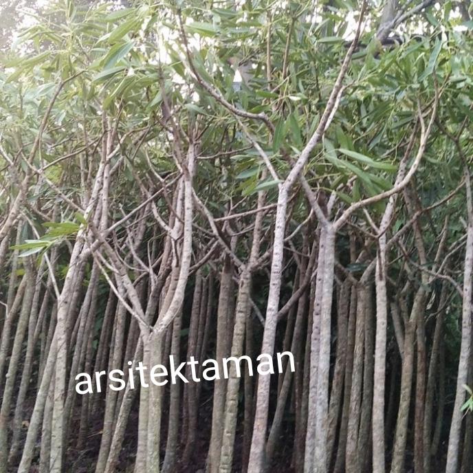 Jual TANAMAN TABEBUYA TINGGI 2 METER 4 JENIS VARIASI BUNGA - TABEBUIA ...