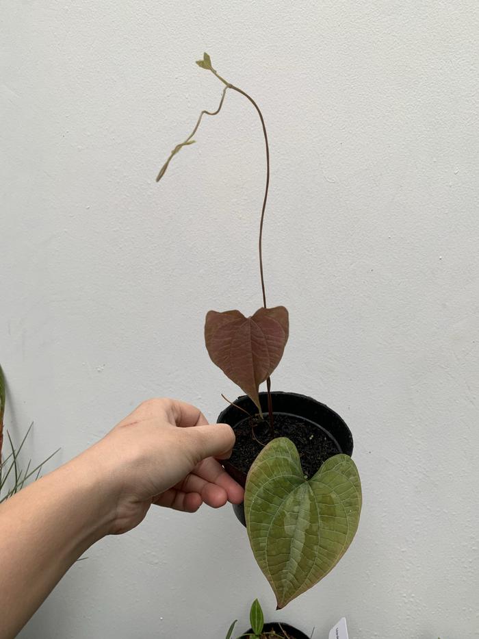Jual Dioscorea Discolor real pict tanaman murah - A - Kab. Bandung ...