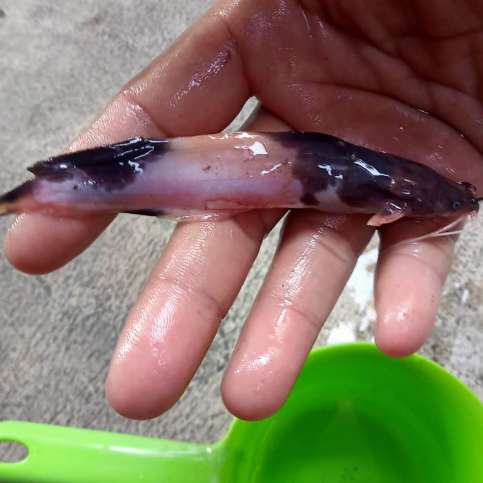 Jual Bibit Ikan Lele Belang Albino - Jakarta Timur - Annash1 | Tokopedia