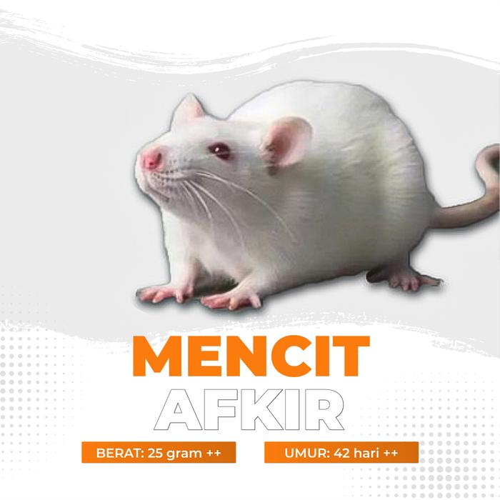 Jual Mencit Hidup Afkir / Tikus Putih Afkir - Kota Tangerang - CGK ...