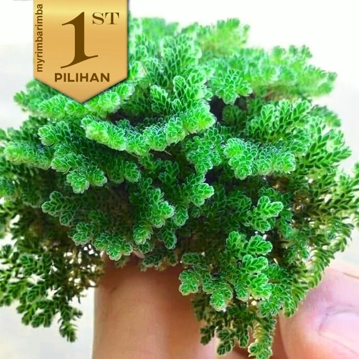 Jual Azolla Tanaman Air Apung Hiasan Kolam Aquarium Ikan Hias Serap ...