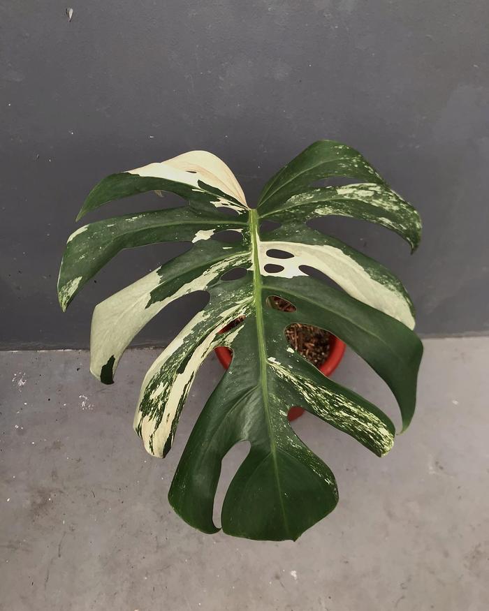Jual monstera king variegata (B) - Kota Depok - gardenplants__ | Tokopedia