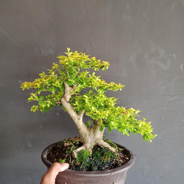 Jual bonsai jadi legistrum yelow bonggol besar - Kab. Cianjur ...