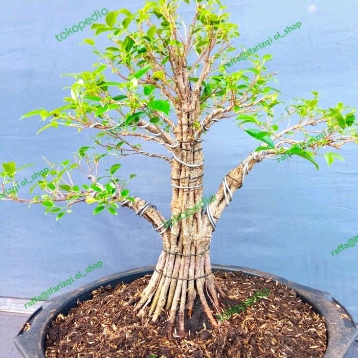 Jual bonsai kimeng besar size L - Kota Bogor - raffa@lfarizqi ol_shop ...