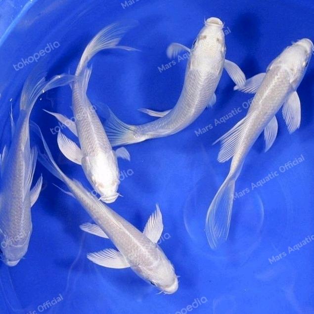 Jual IKAN HIAS IKAN KOI KUMPAY SLAYER PLATINUM - Jakarta Barat - Mars ...