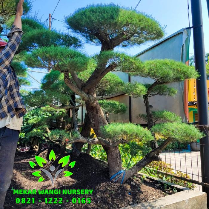 Jual Bonsai Cemara Udang Tinggi 2 meter || Pusat Pohon Bonsai - Kab ...