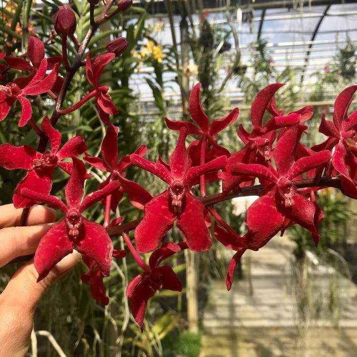 Jual Anggrek Vanda Impor Merah Bunga Kecil Dewasa Spike dan Knop ...