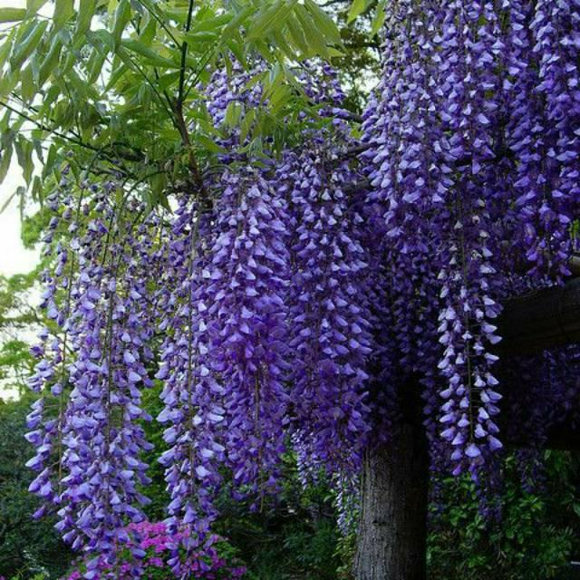 Jual Bibit Bunga Petrea Volubilis Ungu - Kota Bekasi - Bestflowers ...