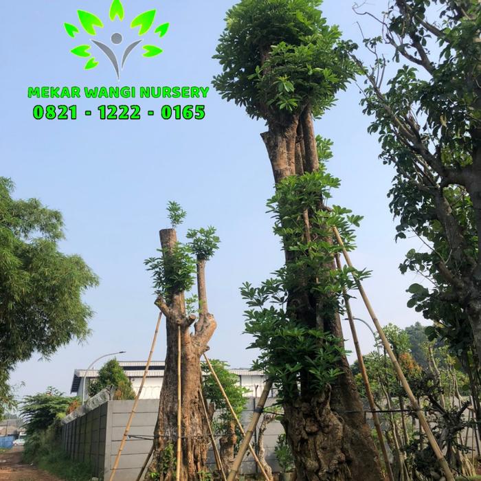 Jual Pohon Pule Fosil Tinggi 6 - 7 Meter || Harga Include Ongkir Dan ...