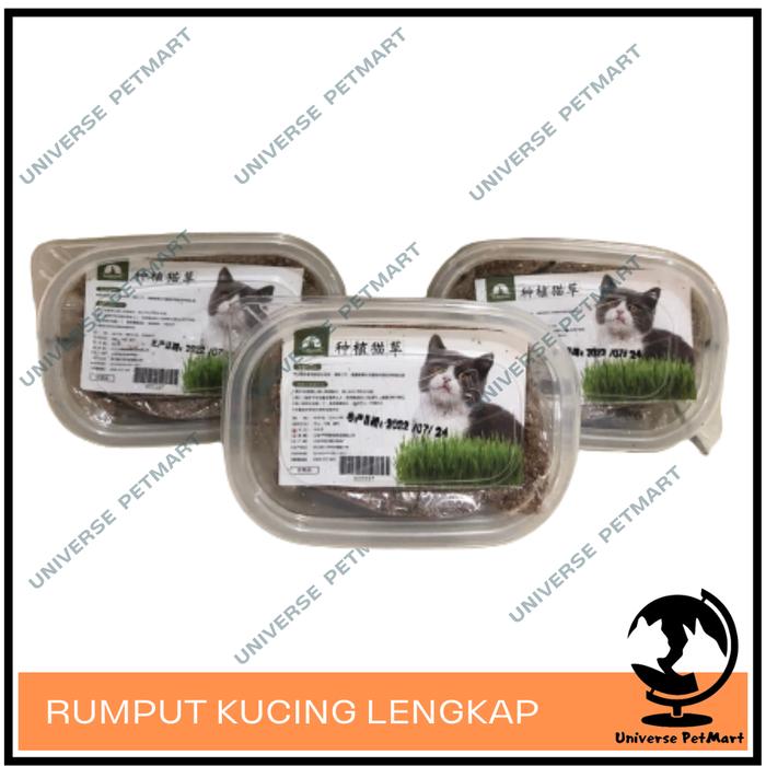 Jual Paket Rumput Kucing Lengkap / Cat Wheat Grass Box - Jakarta Barat ...