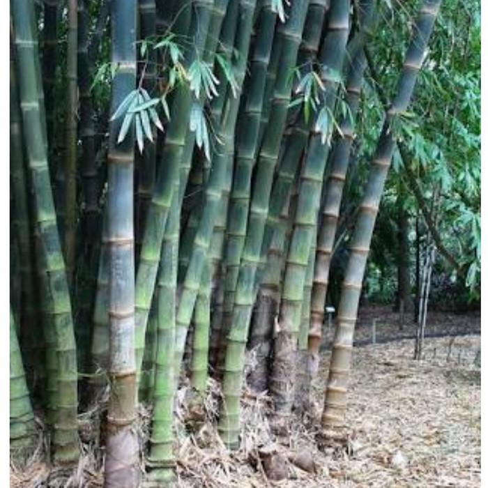 Jual Bibit bambu petung,bibit stek bambu petung perbatang - Jakarta ...