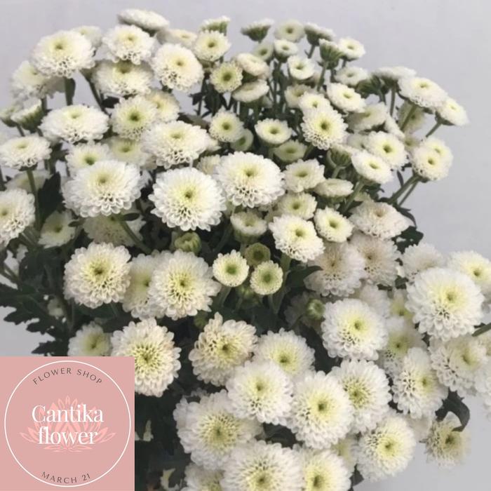 Jual Bunga Calimero Isi 10 Tangkai Asli Segar - Jakarta Barat - Cantika ...