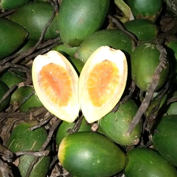 Jual Buah Pinang Muda Segar 1kg - Kab. Pangandaran - Oscarplants ...