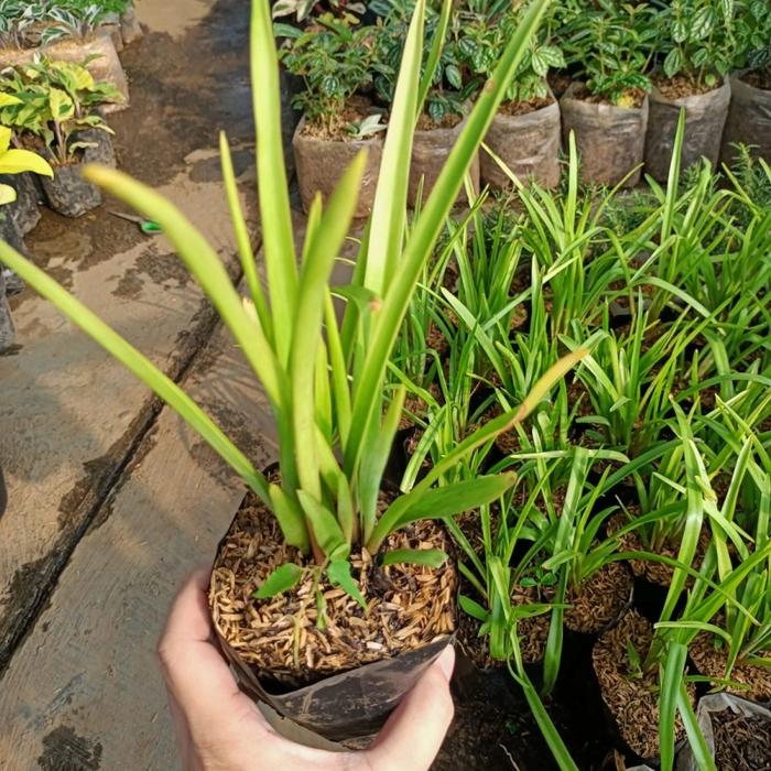 Jual Pohon sedap malam, bibit bunga sedap malam, tanaman hidup sedap ...